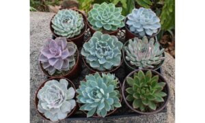 Where to Buy Succulents in 2026: Best Stores & Online Growers